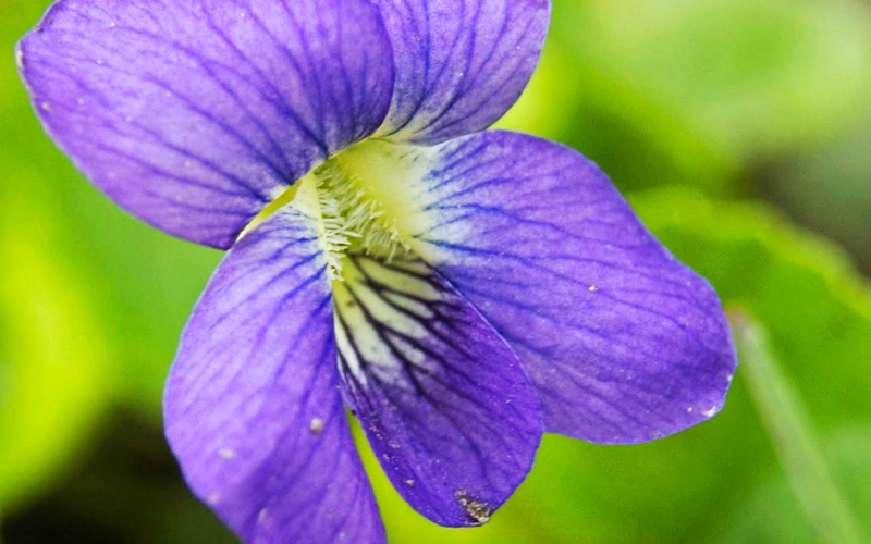 Les violettes de la cité rose - Toulou-sain, web magazine local - Toulouse