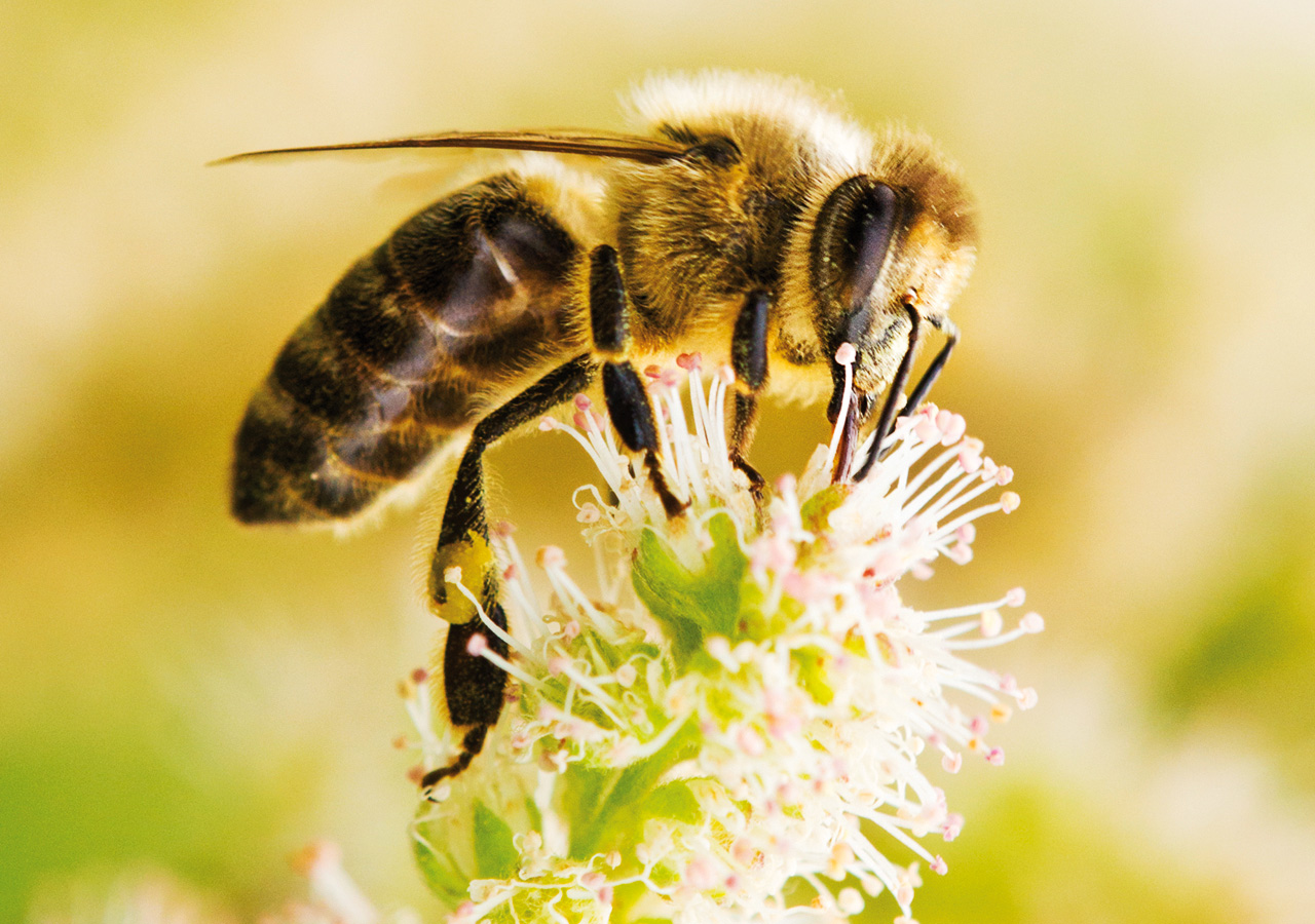 Ansquitil-RH s’engage pour la survie des Abeilles - Toulou-sain, web ...